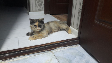 Срочно продаётся персидская кошка девочка