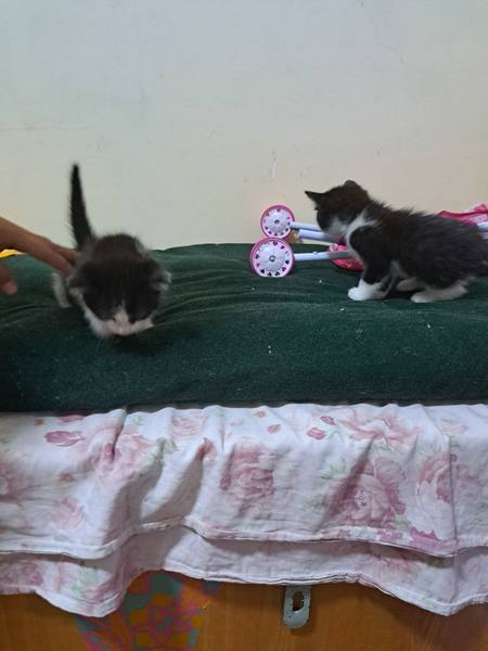 Отдам котят в хорошие руки.Остались девочки