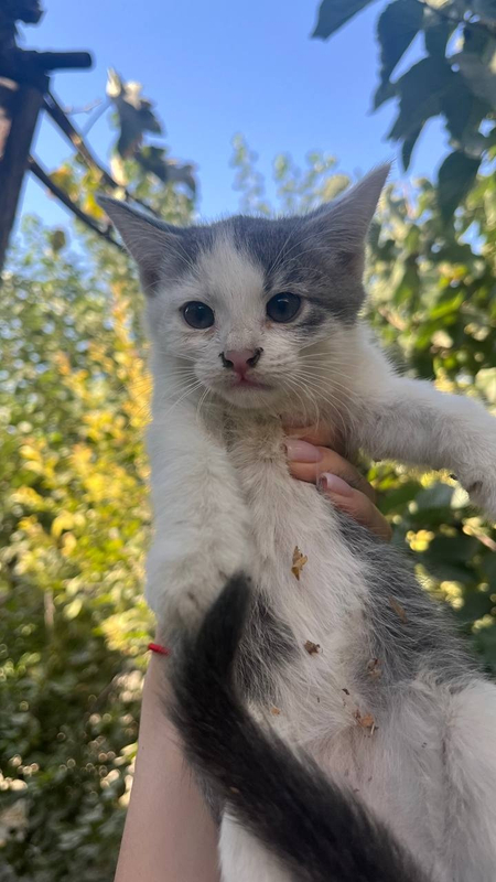 4 Котят в хорошие руки (2 месяца).