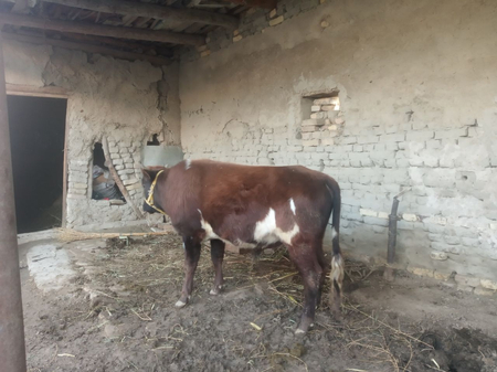 Buqa sotiladi Buxoro wahar