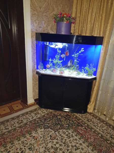 Дискусы Аквариум с рыбками