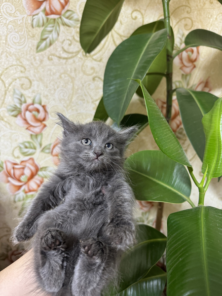 Пушистый котёнок девочка