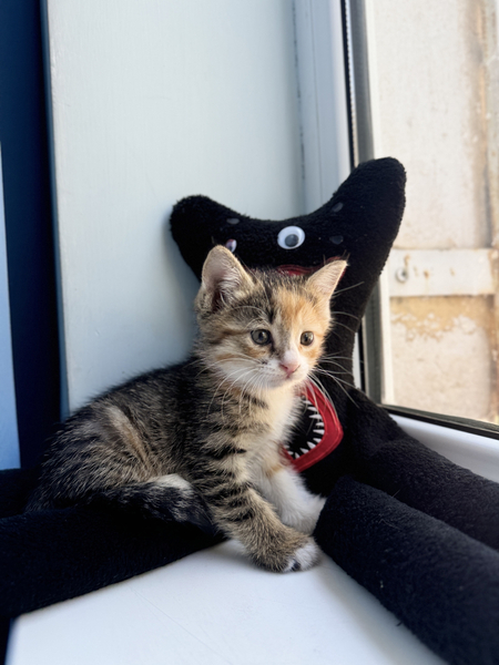 Котята ждут именно тебя