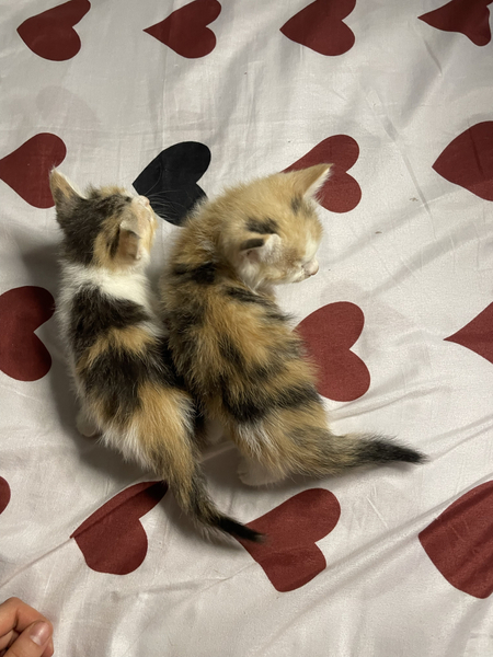 Котёнки