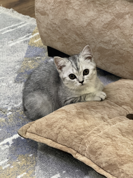Продается котенок скотиш страйт