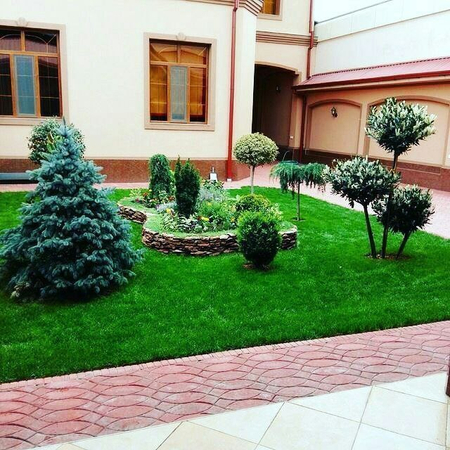 Gazon ekamiz sifatli