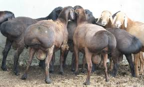 Halal meat service ishonchli halol boqilgan qo’chqorlar