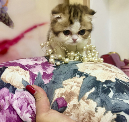 Шотланский Скоттиш Фолд !