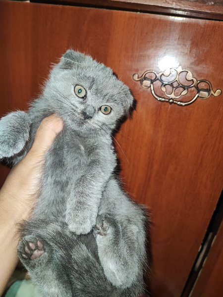 Продаётся шотландский вислоухий