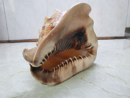 Большая морская раковина из Карибского моря