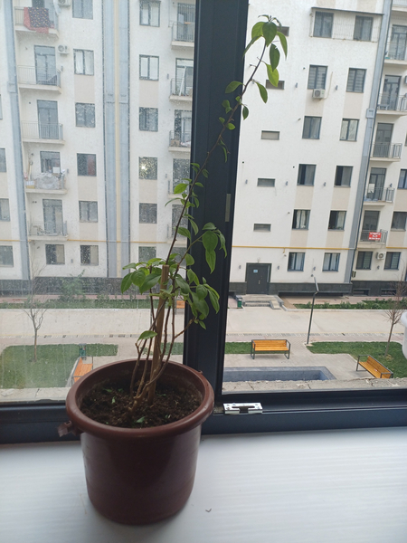 Продаётся белая бугенвиллия(Oq bugenvilliya)