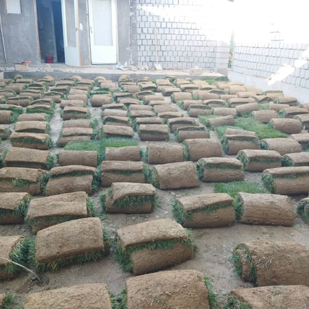 Газон иккиш Gazon ikkish Dorilash Mutaxassis