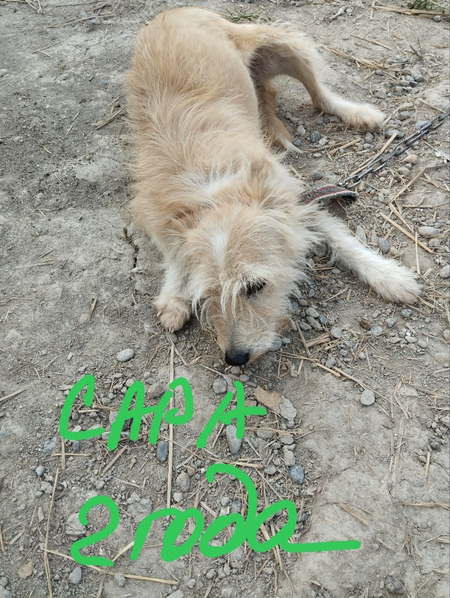 Подарите животными дом