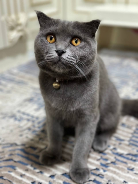 Скотиш фолд цена 150$