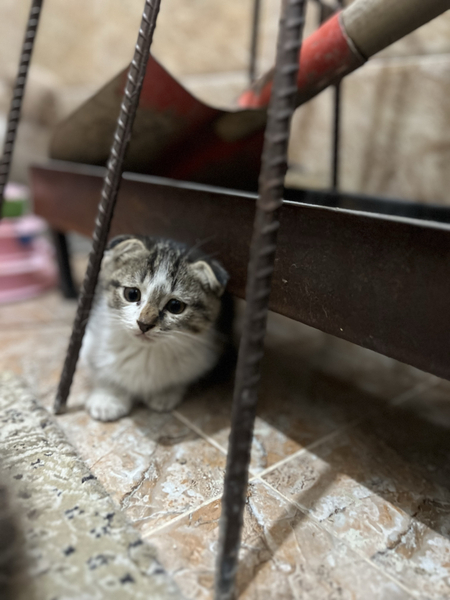 1,5 oyli mushuk bolasi sotiladi
