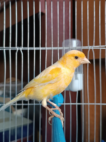 Markof nar sotiladi