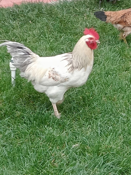 Hashaki xoʻrozlar