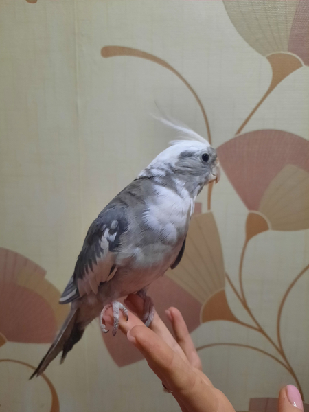 Ручной попугай Сёма