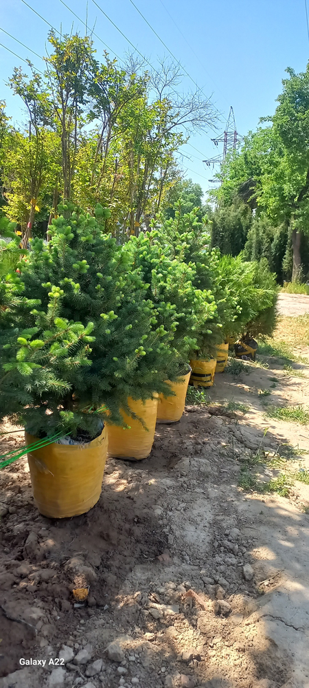 Xarxil turdagi ko‘chatlar bor