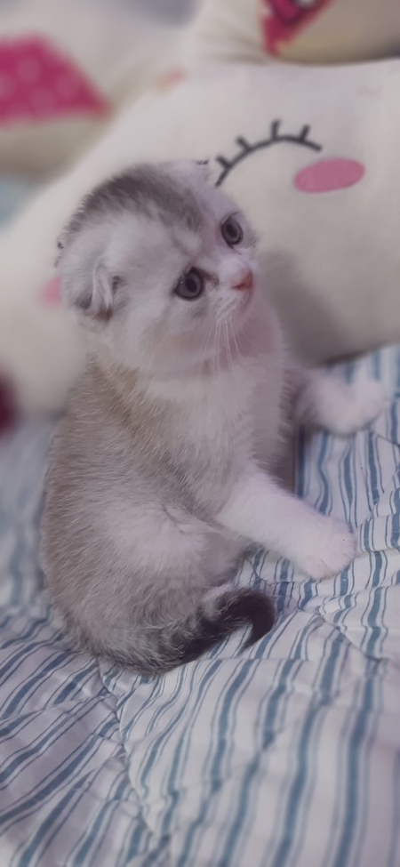 (2) Скоттиш фолд boys
