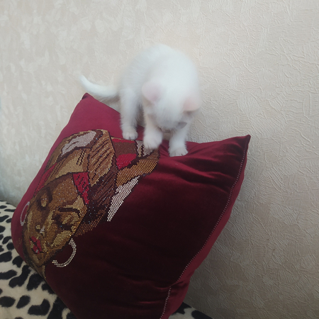 Продам белую кошечку