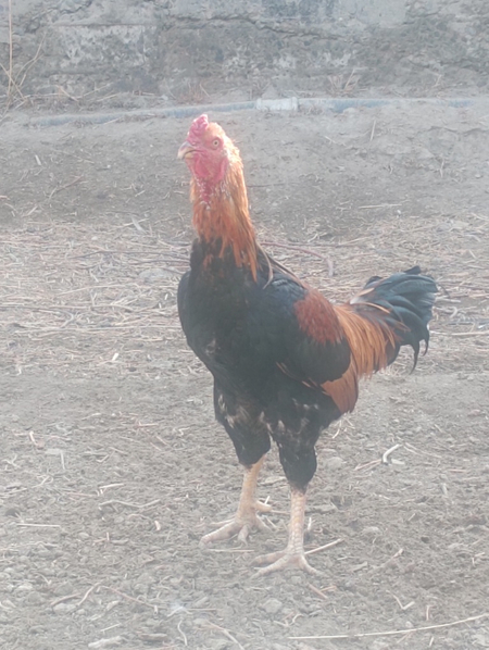 Kulangi xoʻroz va tovuq