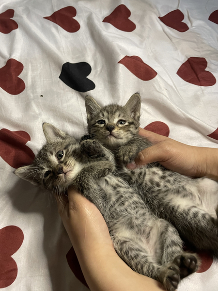 Котёнки