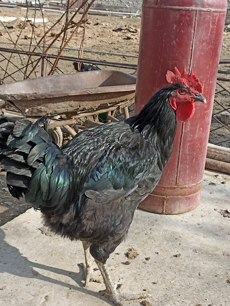 Qorashahzoda xoʻroz sotiladi
