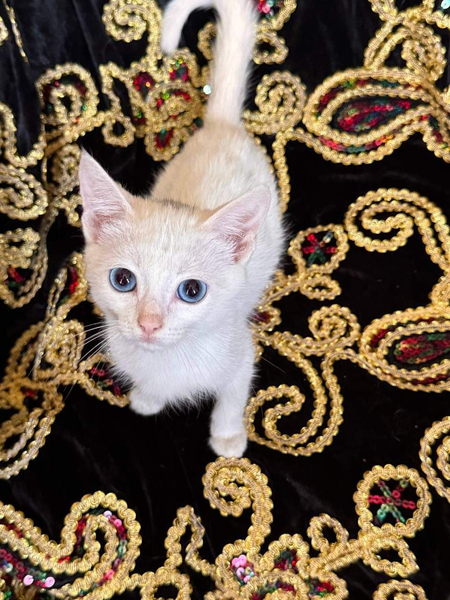 Котенок ищет дом и самых ответственных хозяев