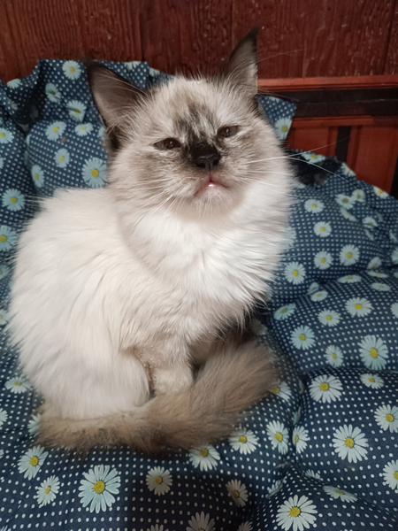 Балинезийкий котёнок! 4 месяца.
