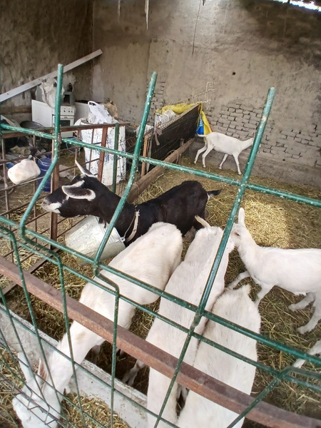 Zanin zotli taka sotiladi