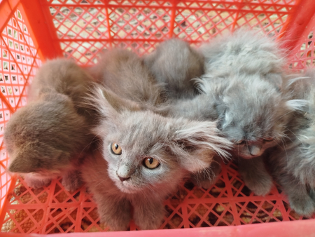Шотландские элитные котята