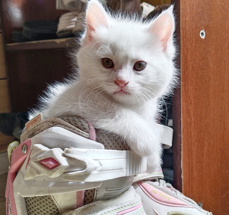 Продаются белые котята