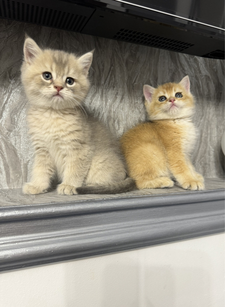 Продается котенок шиншилла