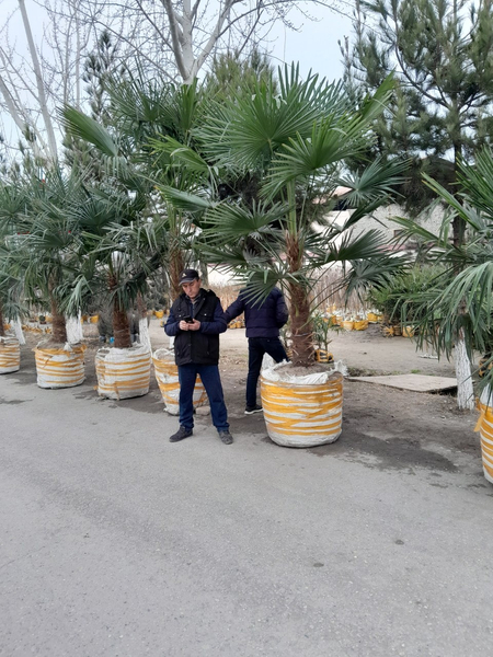 Газон ланшаф ишлари бизда 100 фойз гарантйаси билан