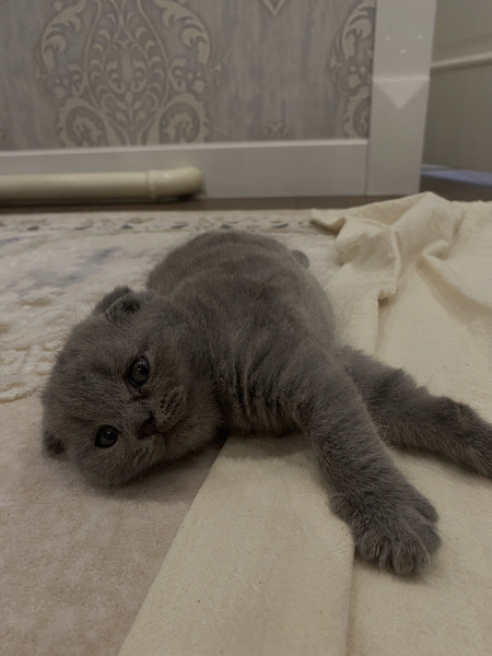 Породистая Кошка. Скоттиш Фолд 1 месяца и 11 дней