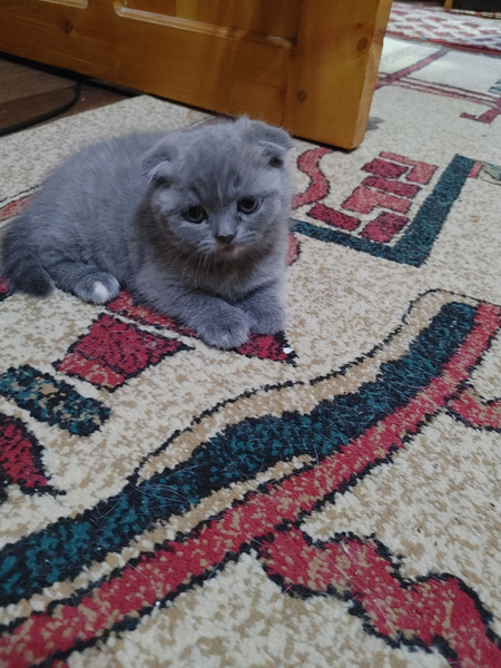Продается котенок