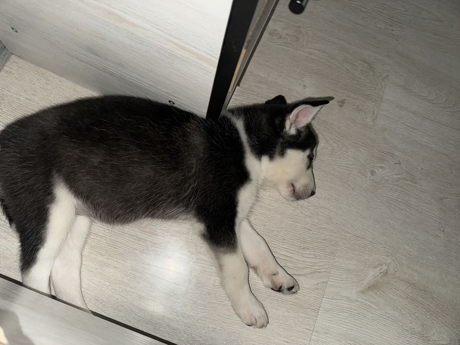 Сабака хаски кабель 1,5 месяца срочно