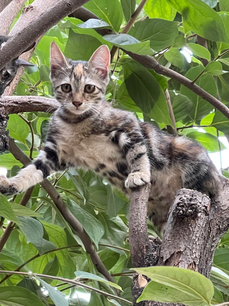 Котята! Отдам котят