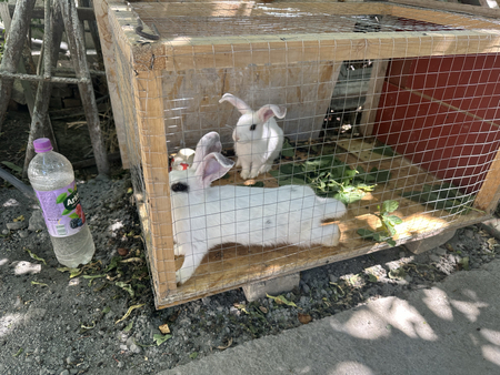 Продам кроликов 2 штуки