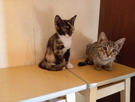 Котята в добрые руки. Смотрите фото