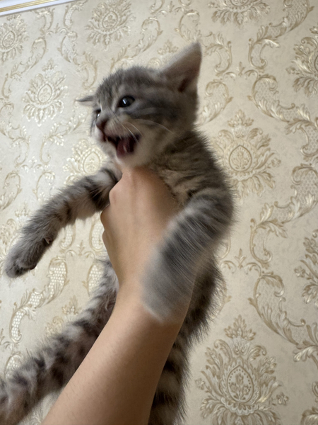 Скоттиш фолд