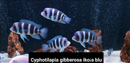 Frantoza Icola Blue. Семя 1 самец 4 самки.