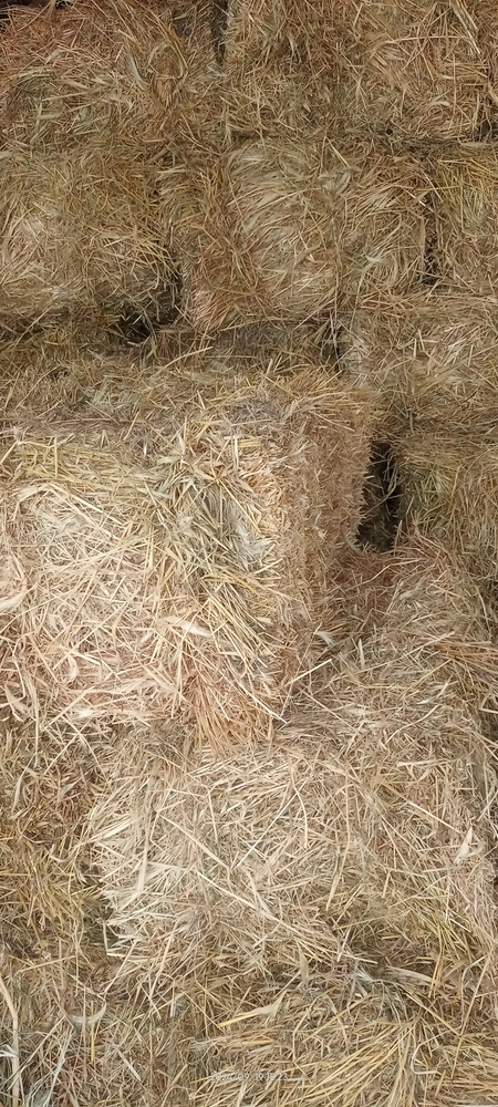 Birinchi oʻrim hashak
