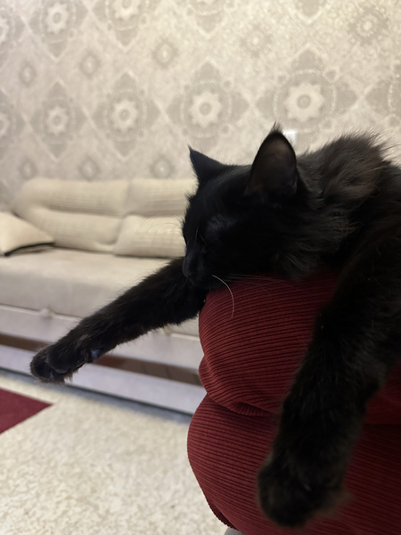 Котик мальчик -Марсик