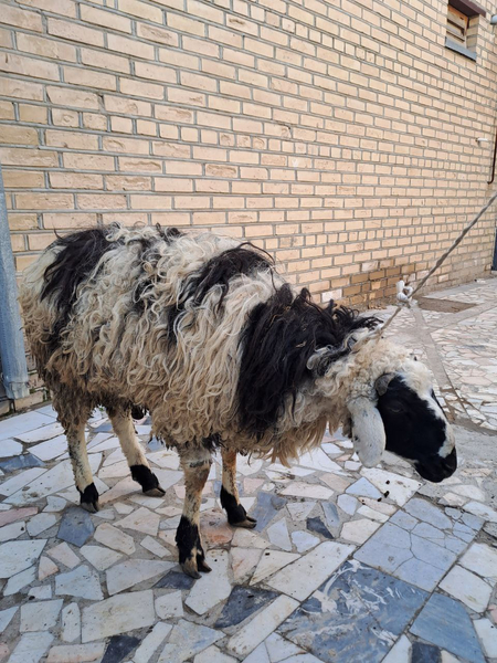 Qõchqorlar va qõylar sotiladi
