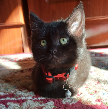 Котёнка Маша милая