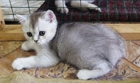 Шотландские  котята