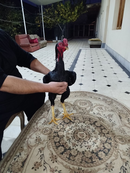 Dakan xorozlar toza turk 100talik
