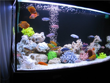 Akvarium dókoni Aquashop